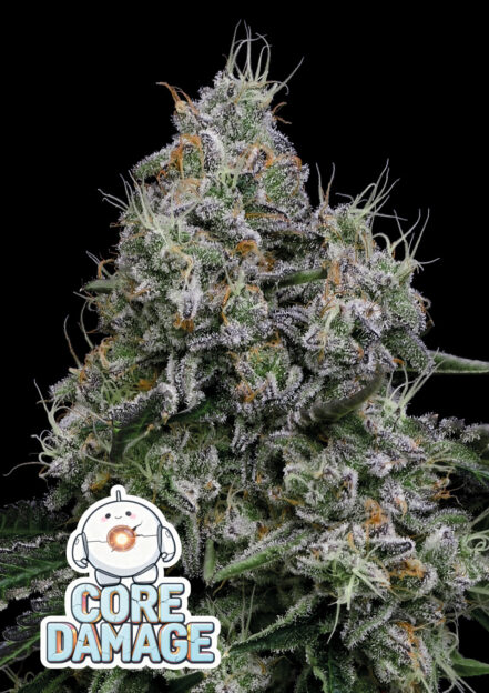 Startseite - Anesia Seeds